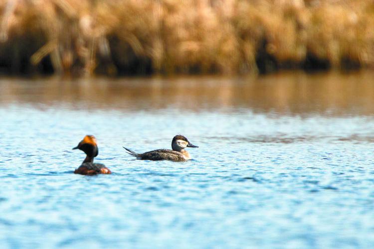 Songbirds are in full concert in Interior Alaska | Outdoors | newsminer.com