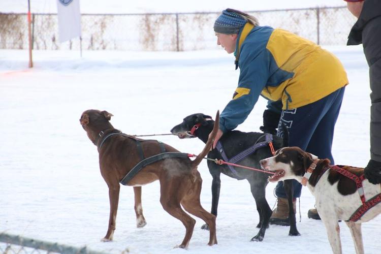 ‘Flat out’ speed: 2024 LNAC events showcase the art of sprint mushing ...