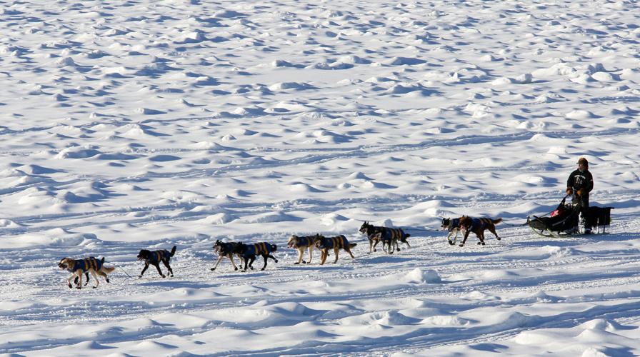 2016 Yukon Quest - Pelly Crossing | Yukon Quest | newsminer.com