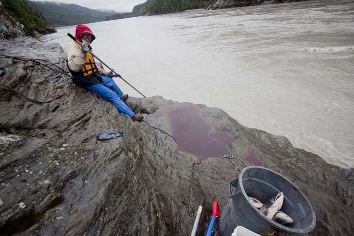 Biologist gives forecast for 2022 Chitina dipnet fishery | Outdoors ...