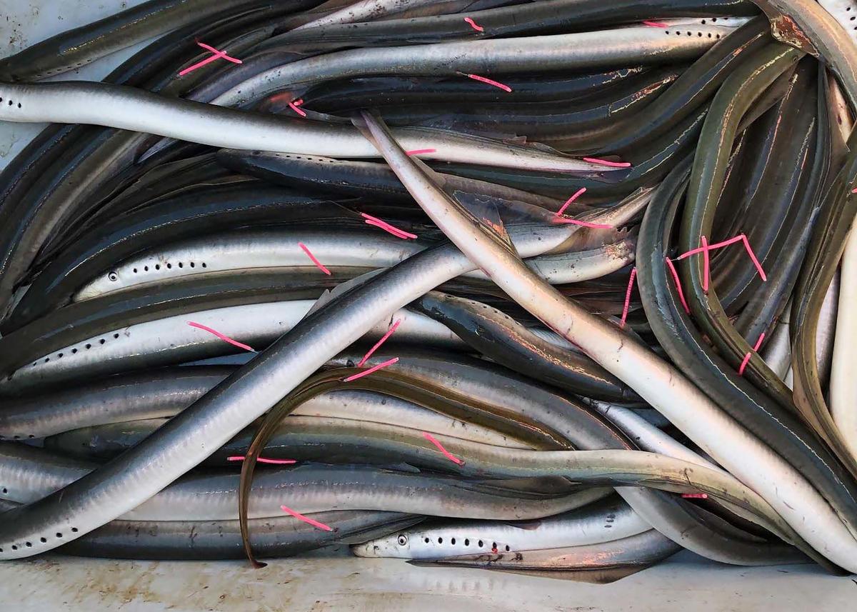 Tracking Arctic lampreys, the Yukon River's elusive 'eels' | Community ...