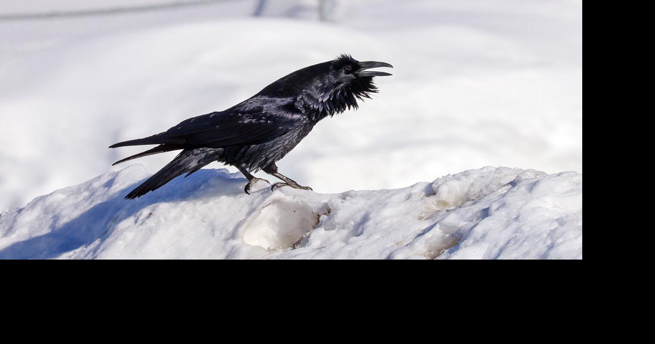 Making sense of raven talk | Alaska Science Forum | newsminer.com