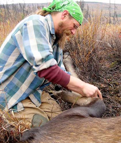 Field dressing a moose key to a successful hunt | Outdoors | newsminer.com