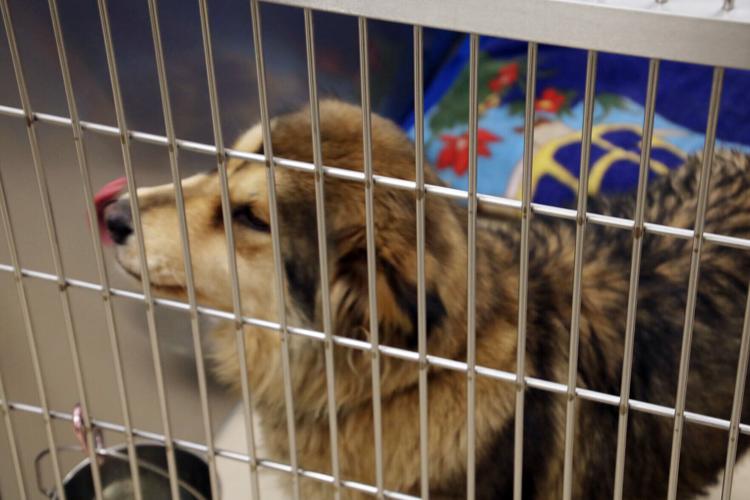 FNSB Animal Shelter holds open house | Local News | newsminer.com