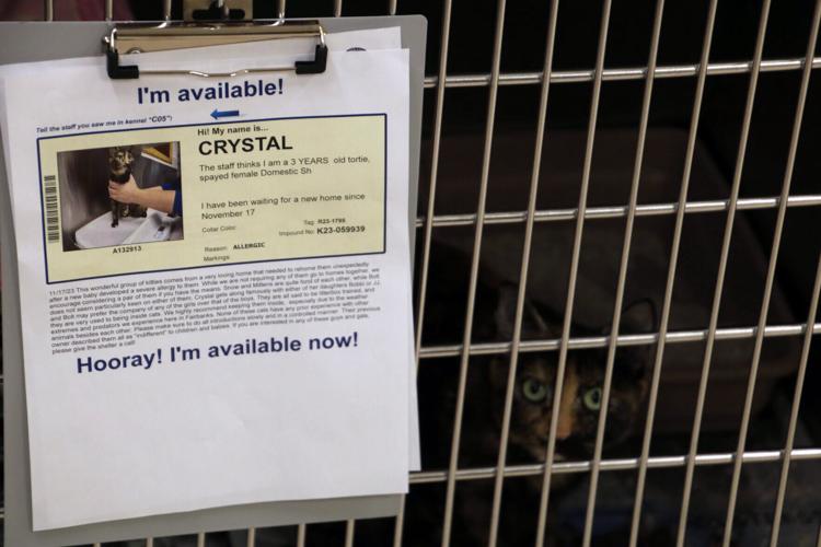 FNSB Animal Shelter holds open house | Local News | newsminer.com