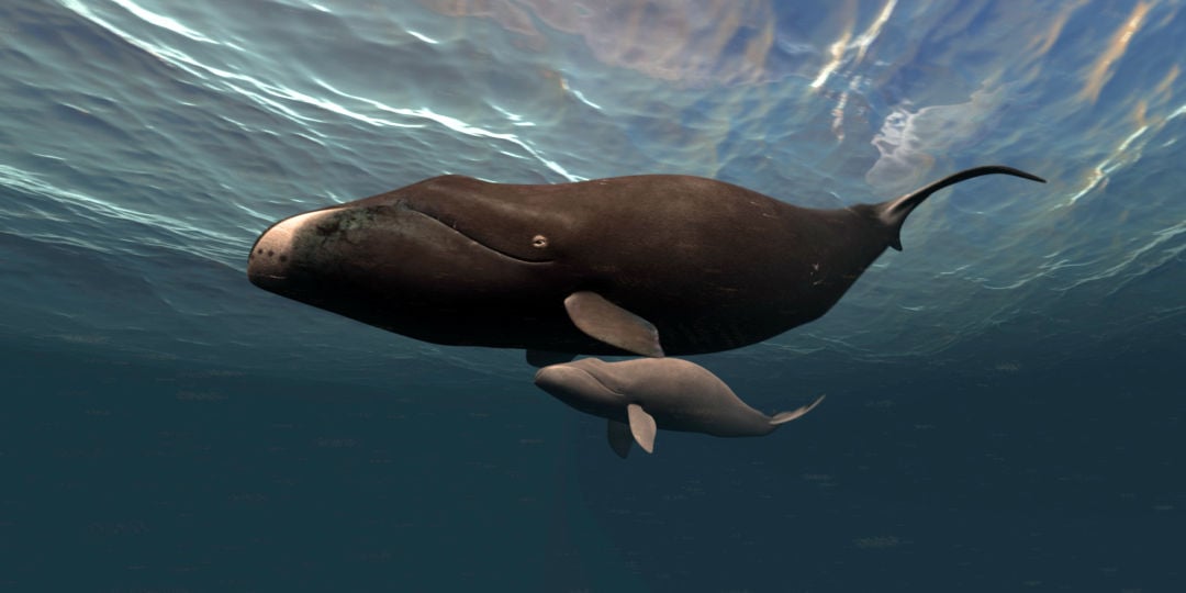 Bowhead whales inspire art, science, culture | Kids & Family ...