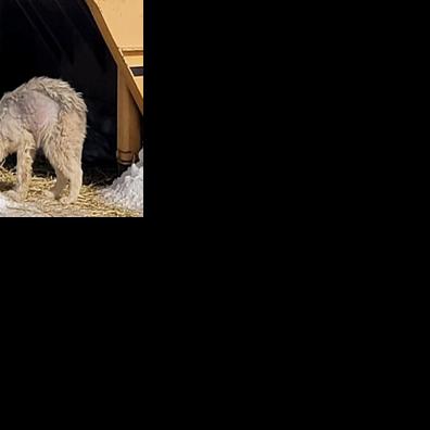 Volunteers rescue abandoned, starving huskies | Kris Capps | newsminer.com