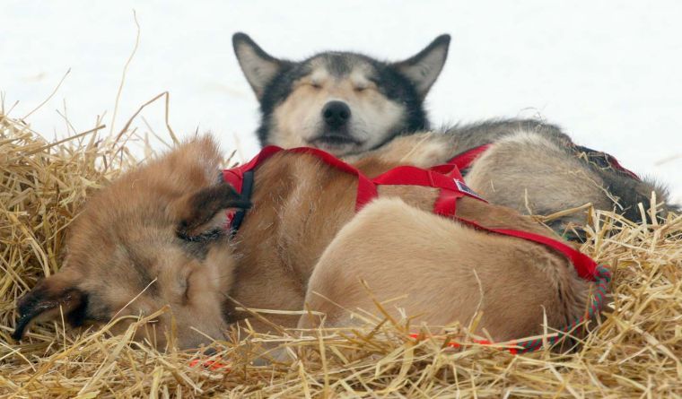 Neff, Moore continue to lead Yukon Quest pack; Berkowitz, Sass coming ...