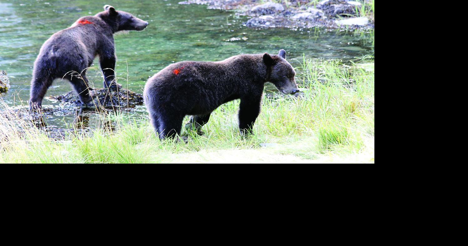 The art of hazing bears: Southeast biologists use Tasers, paintballs ...