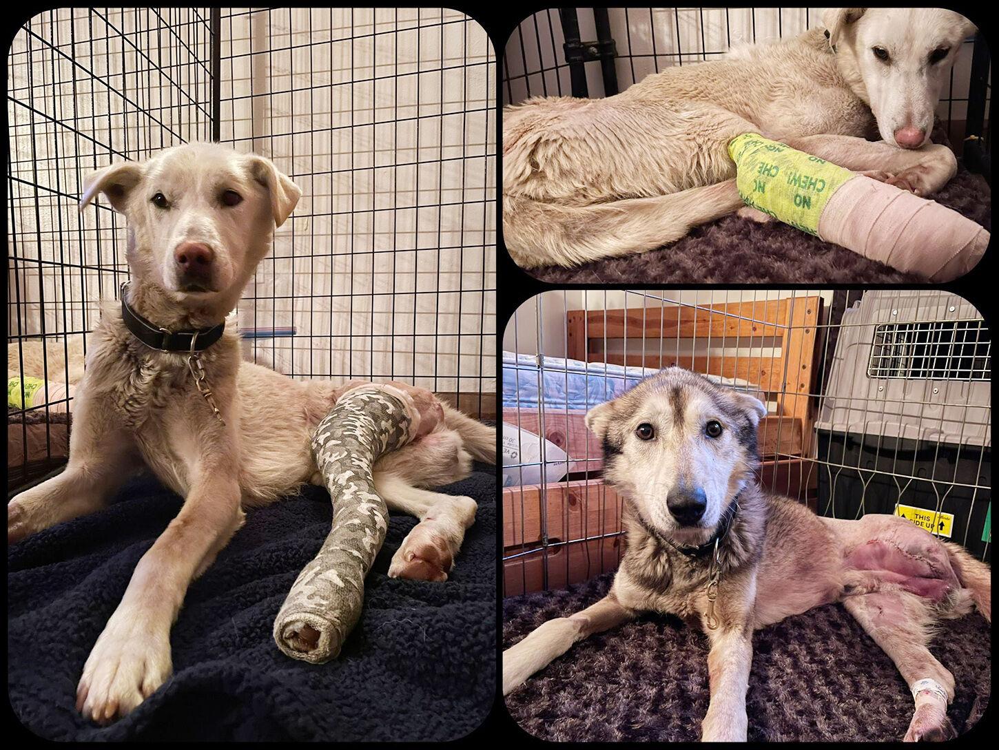 Two sled dogs are dead, seven more injured after reported collision ...