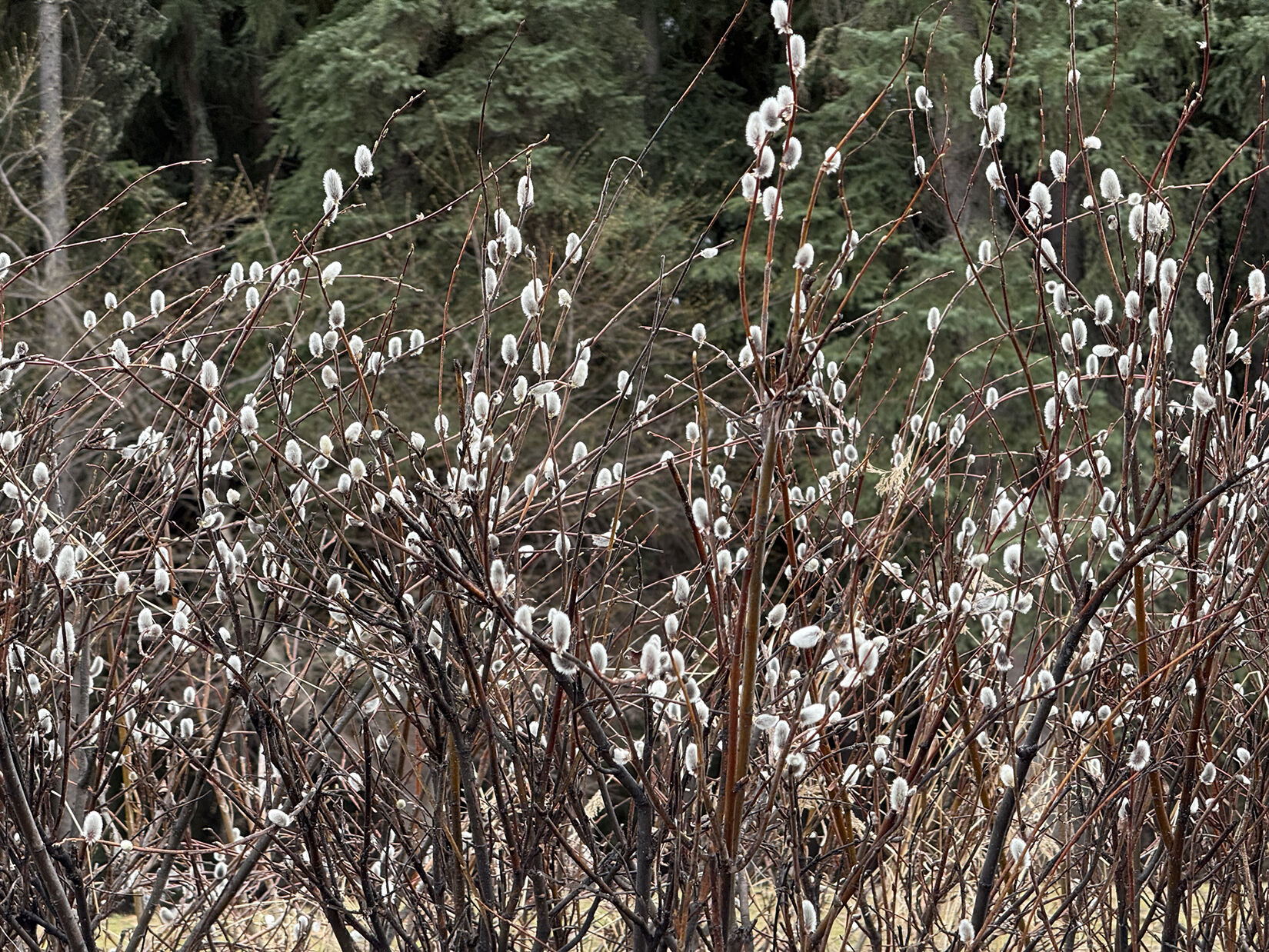 Pussy Willow Photo Of The Day 3433