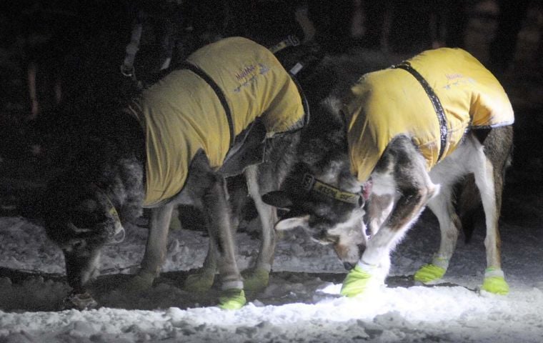 Sass gets a surprise at Pelly Crossing on the Yukon Quest trail | Local ...