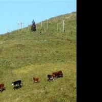 No funding to remove Alaska feral cattle | Alaska News | newsminer.com