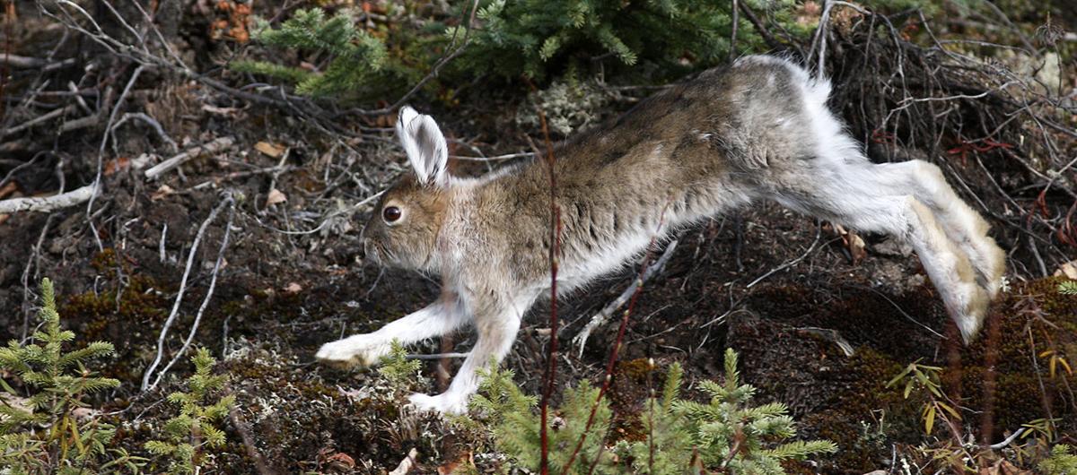 Summer is tularemia season for snowshoe hares in Interior Alaska ...