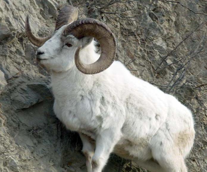 white dall sheep