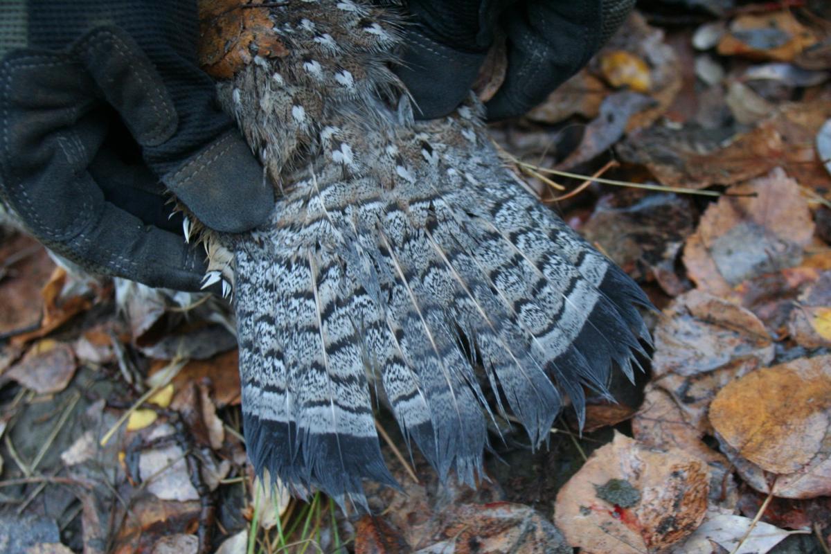 First grouse hunt is a lesson in self-sufficiency | Outdoors ...
