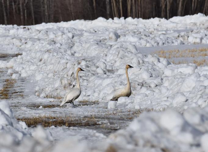 The birds are back: Trumpeter swans, geese arrive at Creamer’s Field ...