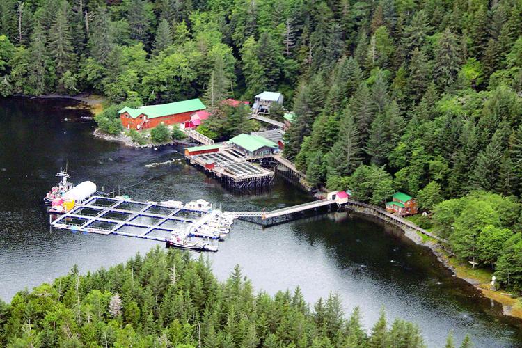 The art of hazing bears: Southeast biologists use Tasers, paintballs ...