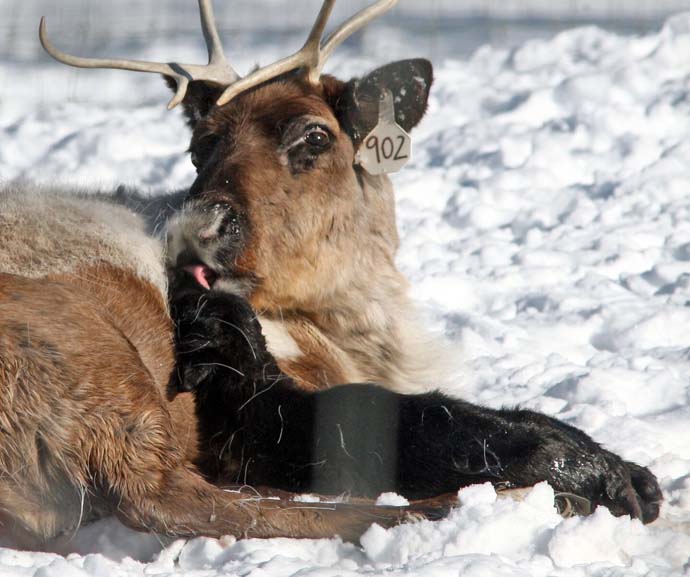 Reindeer Calf Birth | Featured | newsminer.com