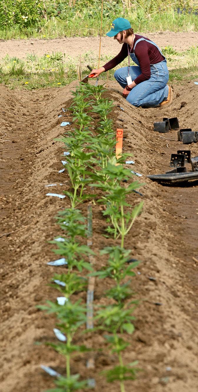 Fairbanks emerges as Alaska’s marijuana hub | Local News | newsminer.com