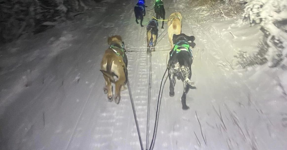 Raising money to make sled dogs more visible | Local News | newsminer.com