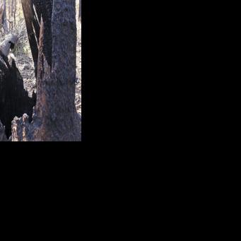 Chiniak fire leaves few stands of healthy trees | Alaska News ...