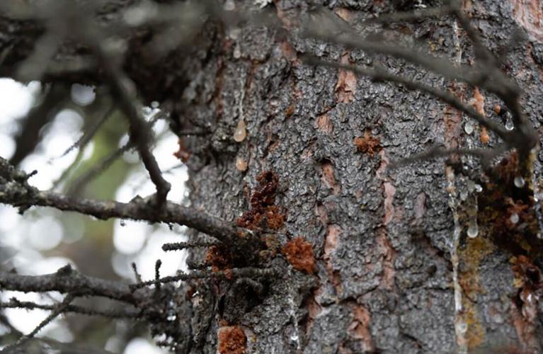 New way to spot beetle-killed spruce can help forest, wildfire managers ...
