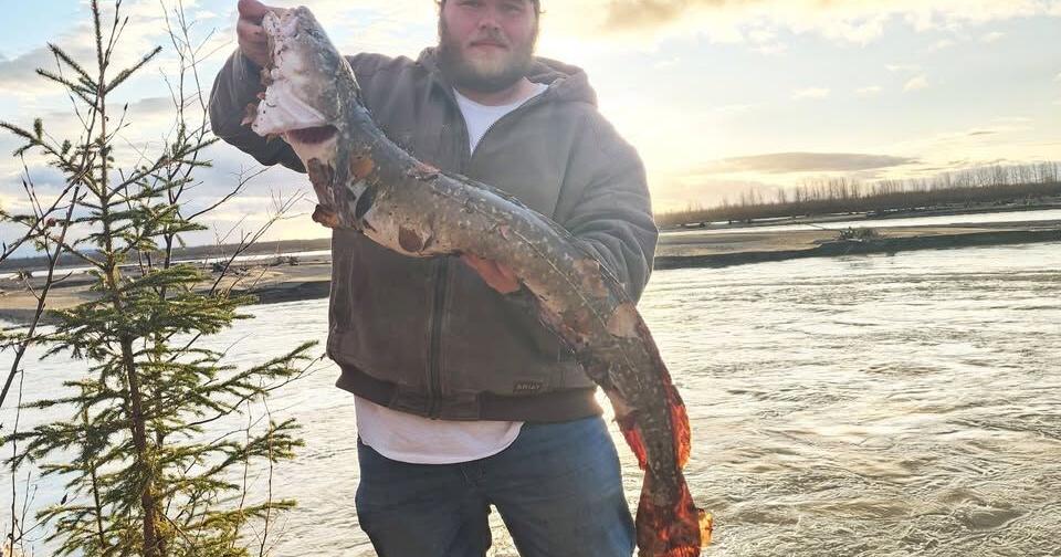 Fisherman catches trophy burbot in Tanana River | Outdoors | newsminer.com