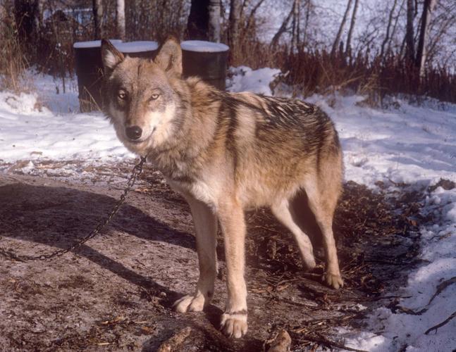 The adventures of Slim, a wolf and a dog named Mutt | In The Bush ...