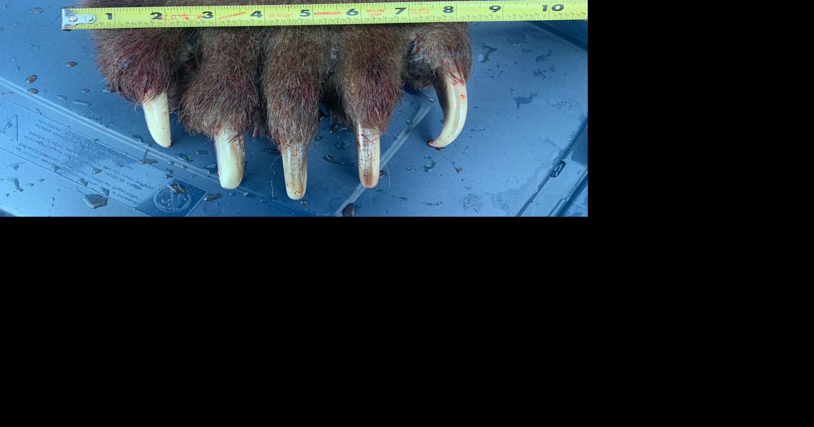 Nearly 10-foot-tall, 1,200-pound bear killed in Kodiak | | newsminer.com