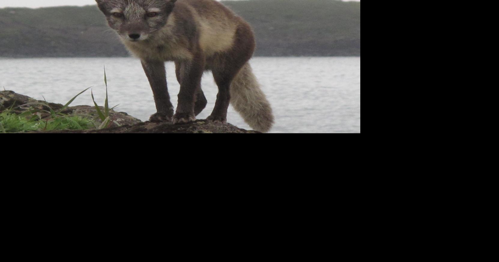 Rabies endures with help of the arctic fox | Alaska Science Forum ...