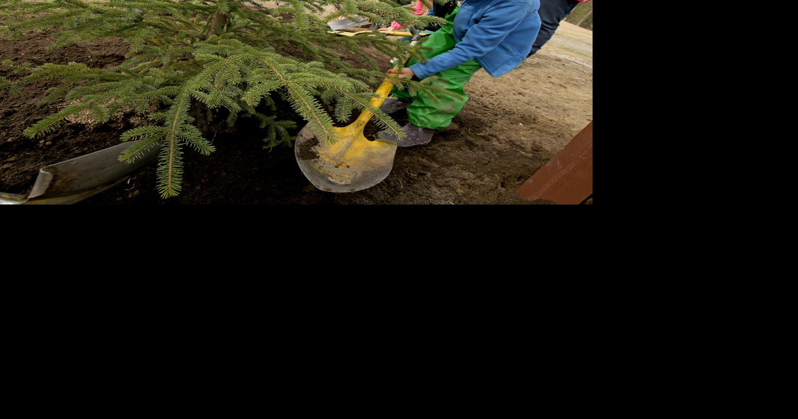 State forestry offers more grants for tree planting | Outdoors ...