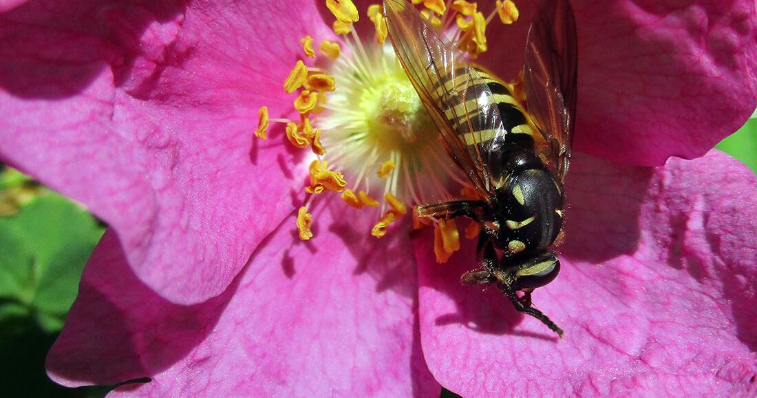 Swat, slap, smack! The useful but irksome bugs of the Bush | In The ...