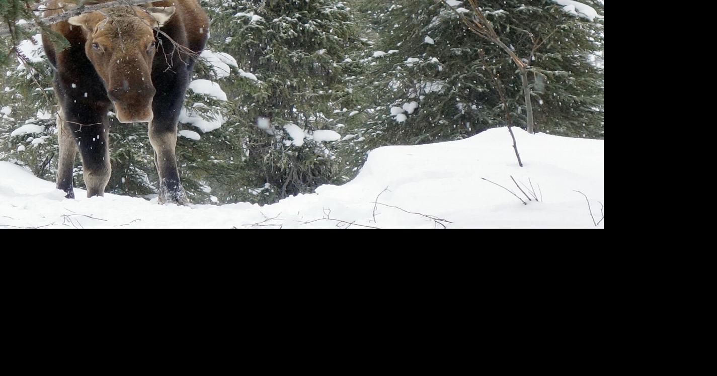 Eielson family encounters aggressive moose, resolved without issue ...