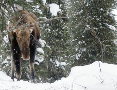 Eielson family encounters aggressive moose, resolved without issue ...