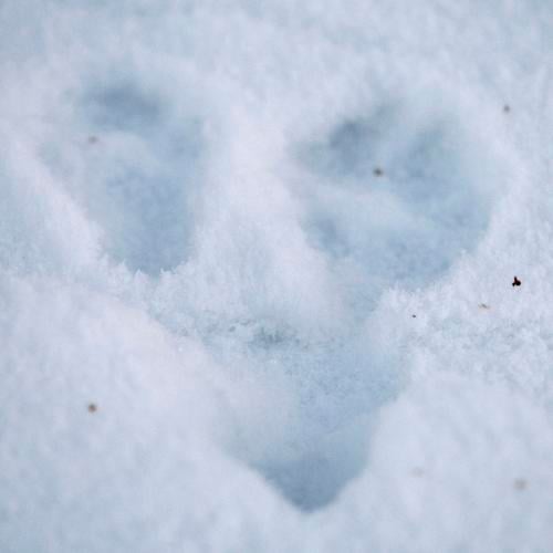 Snow makes it easier to understand and identify the tracks animals ...