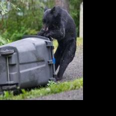 Alaska Daily Life | Featured | newsminer.com