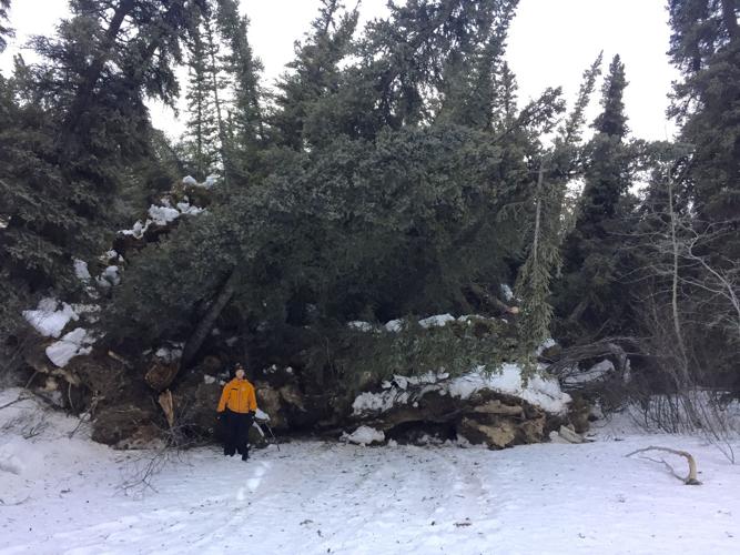 Landslide spurs geologists to study Healy area | Kris Capps | newsminer.com