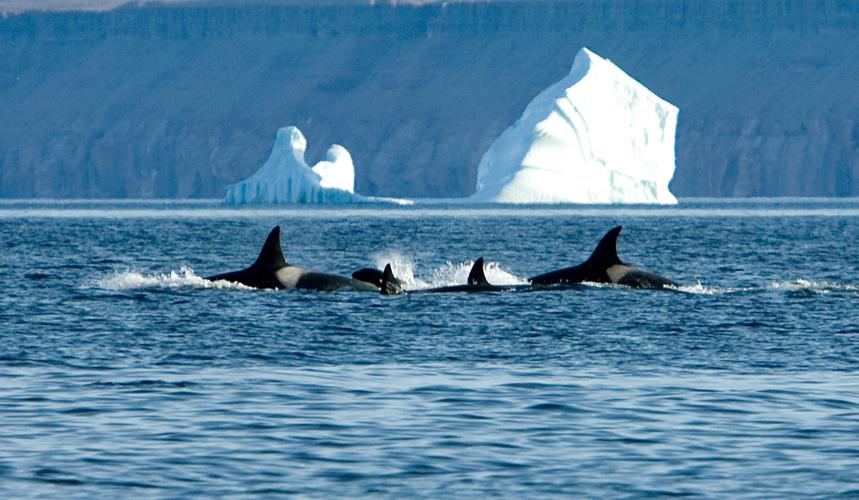 UAF professor publishes first-of-its-kind research tracking orca ...