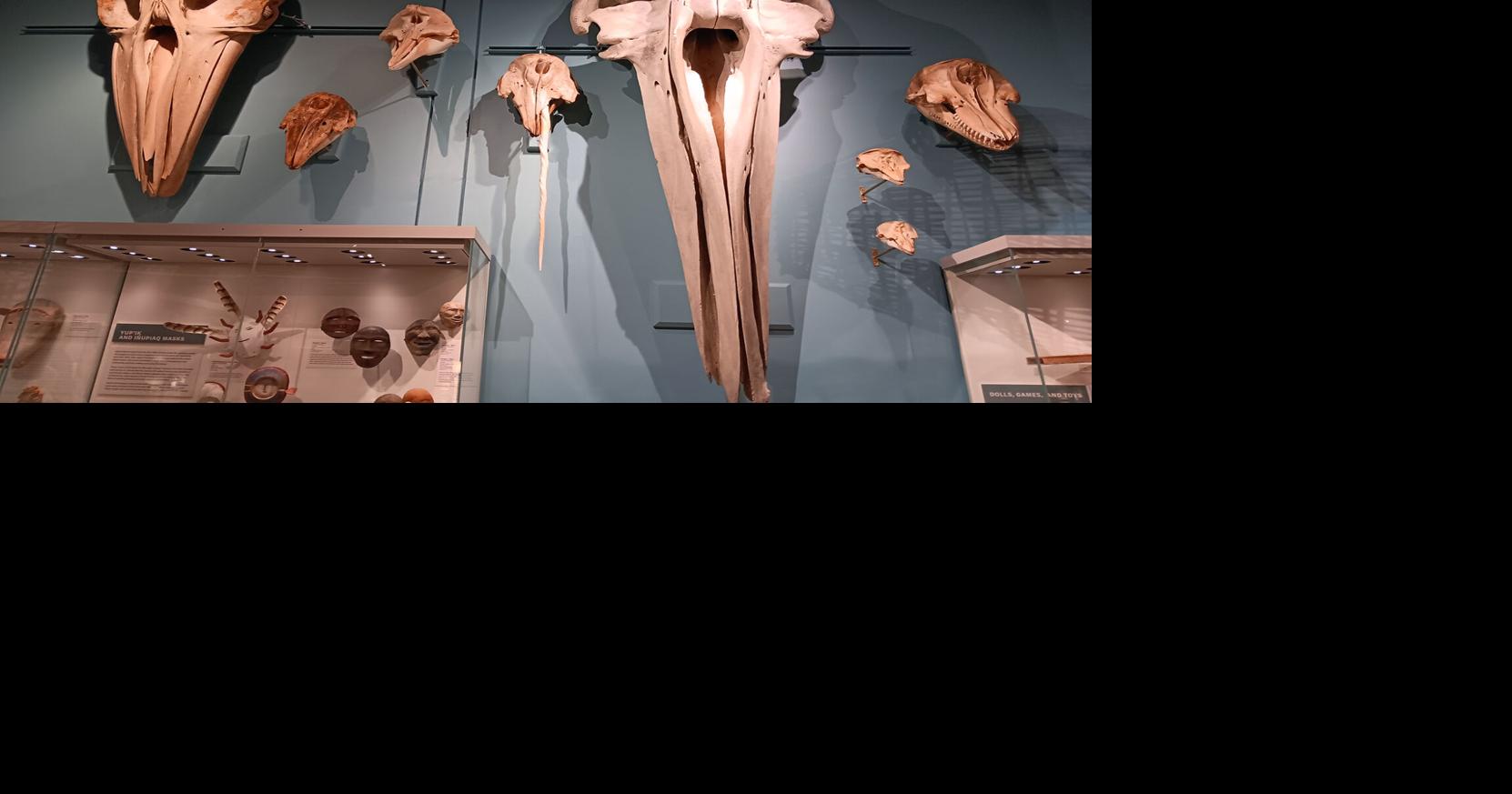 It's all in your head: Inside the skulls of Alaska | Community Features ...