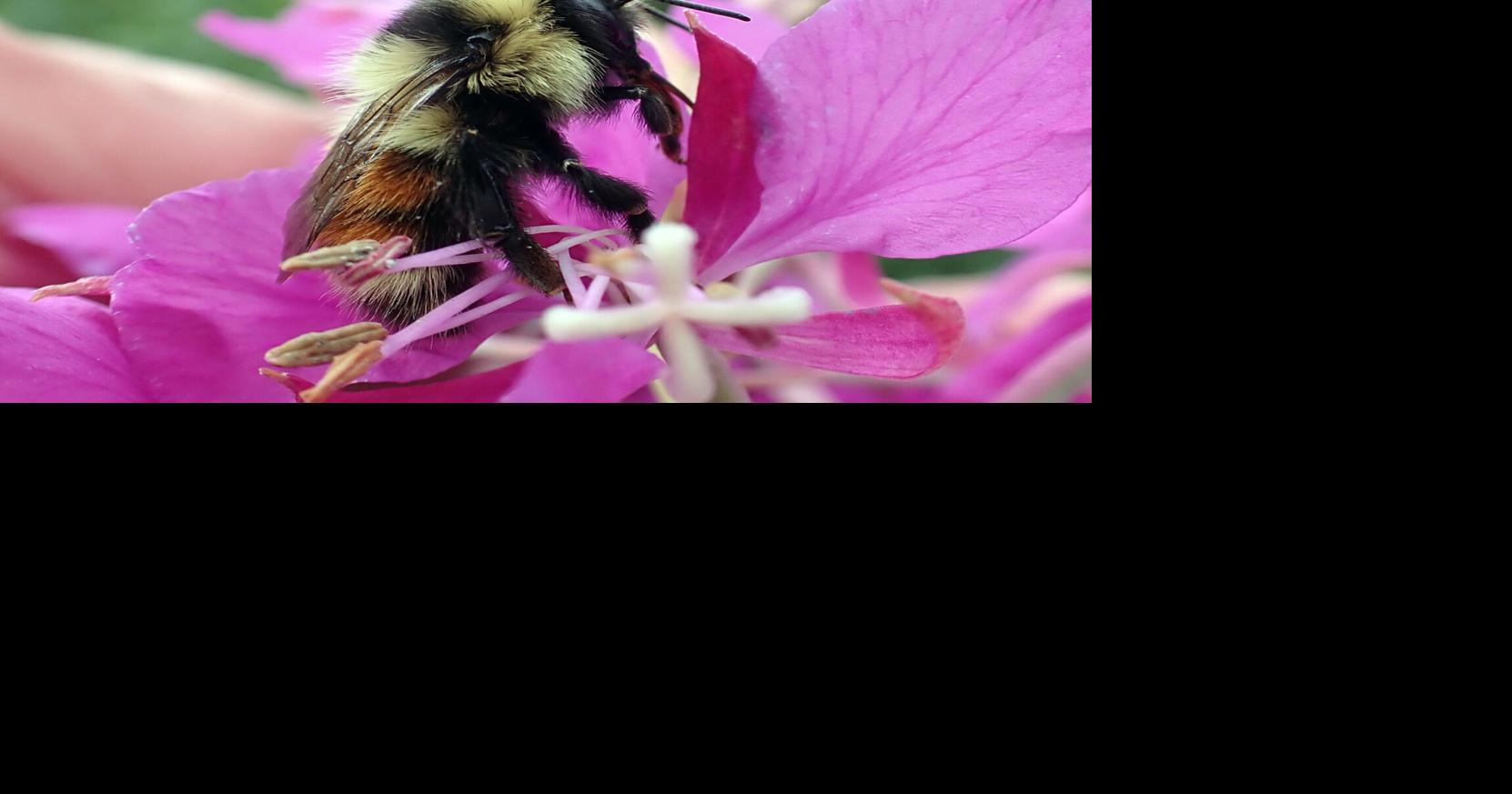 A bee or not a bee? Alaska’s devious diversity of bumble bee-mimicking ...