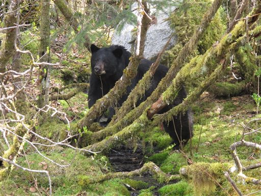 Juneau glacier bear | Featured | newsminer.com