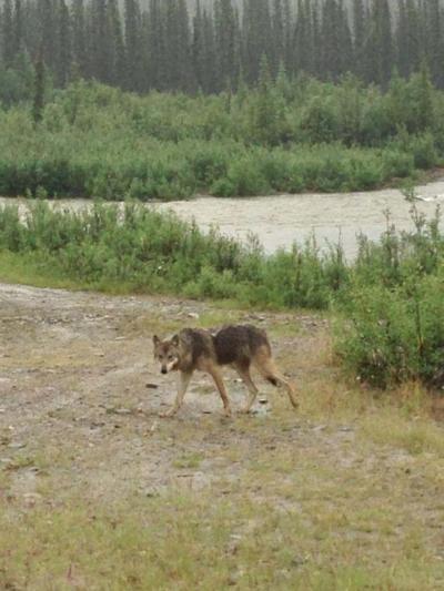 Alaska wolf encounters of the weird kind | Outdoors | newsminer.com