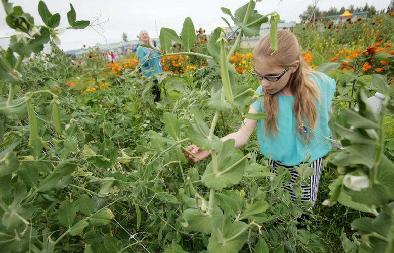 School gardens give kids a lesson in agriculture | Our Town | newsminer.com