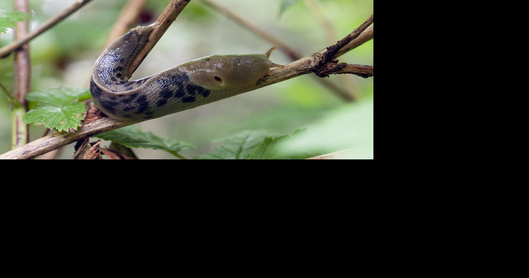 Citizen science project tracks slugs as they slither north | Community ...