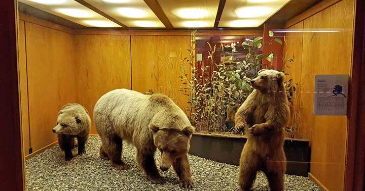 brown bear display