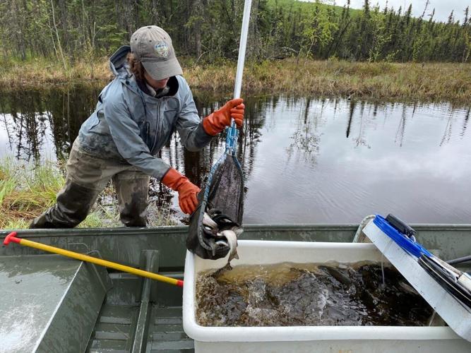 Local lakes are stocked and ready for anglers | Outdoors | newsminer.com