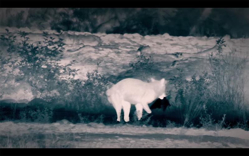 The salmon-eating wolves of Alaska | Outdoors | newsminer.com