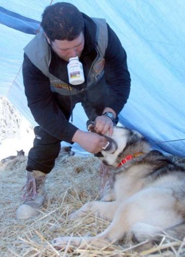 Yukon Quest musher Berkowitz confident about teams’ future | Local News ...