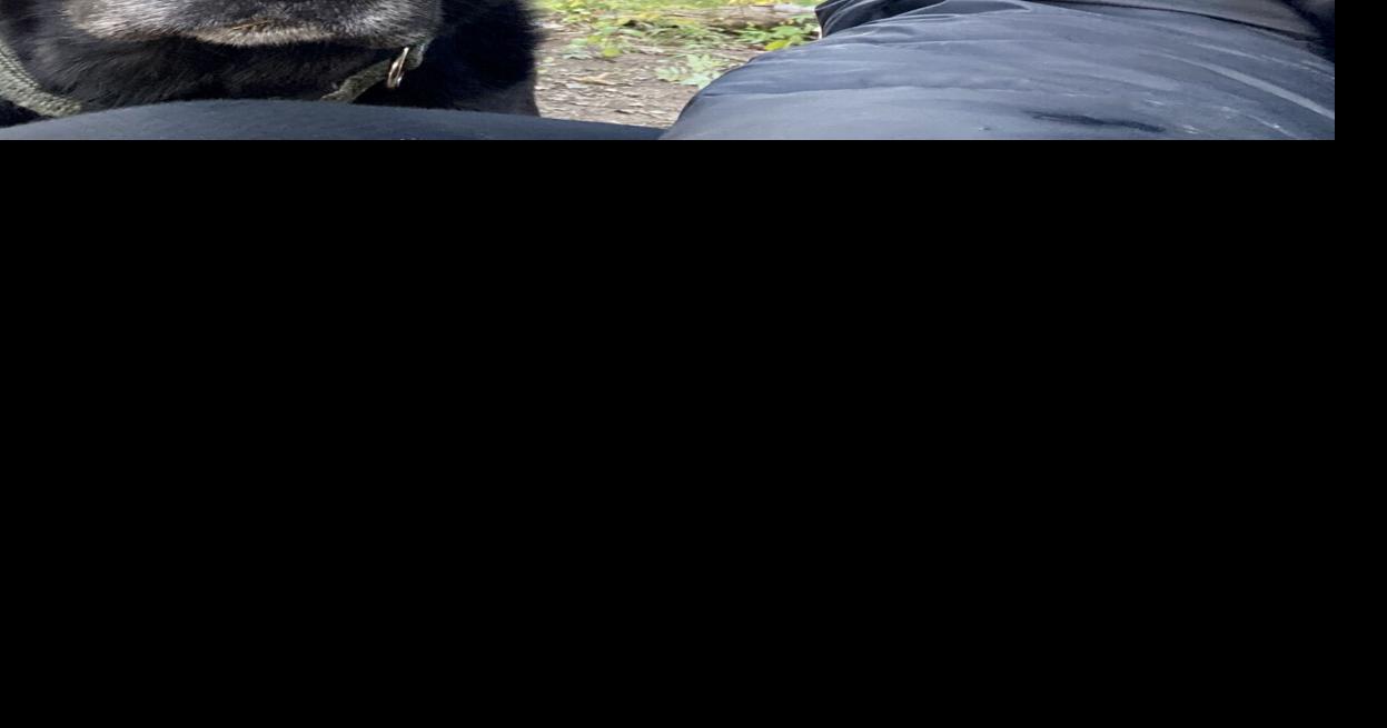 Mark Lindberg shoots caribou photos for his new book | Outdoors ...